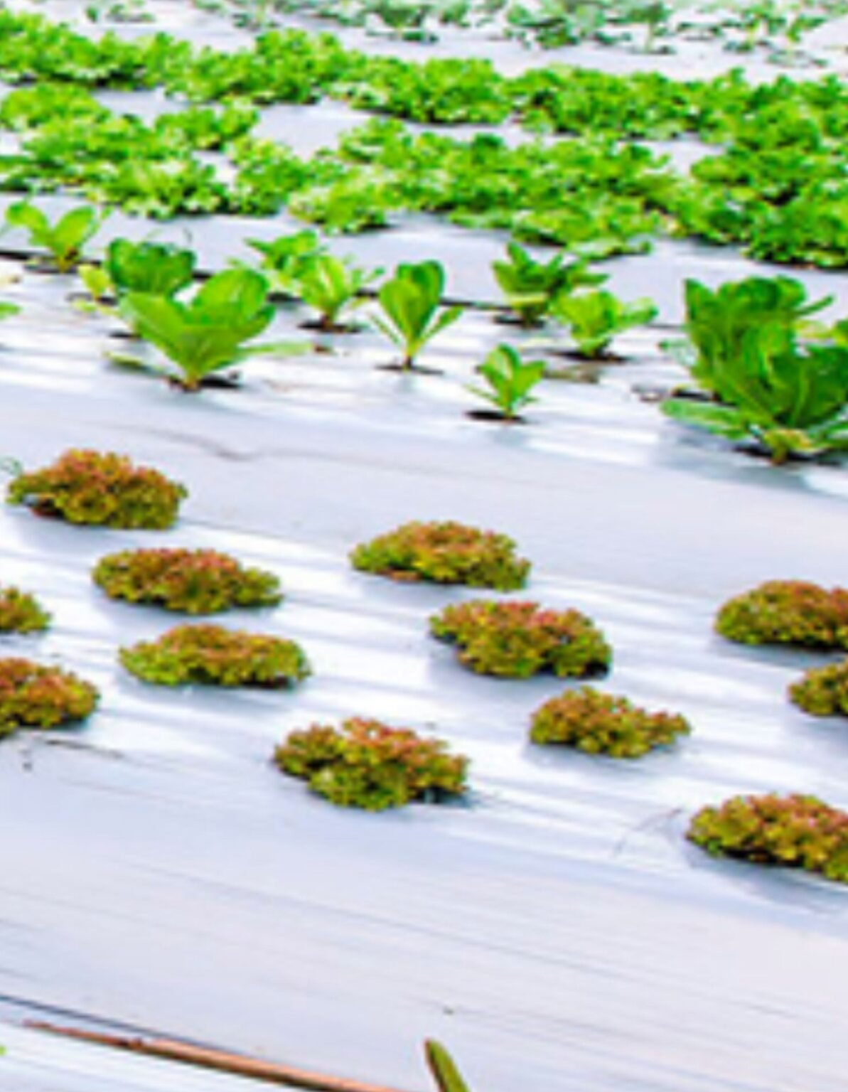 Agritech Nonwoven Fabrics | Crop & Ground Covers, Farm Sheets